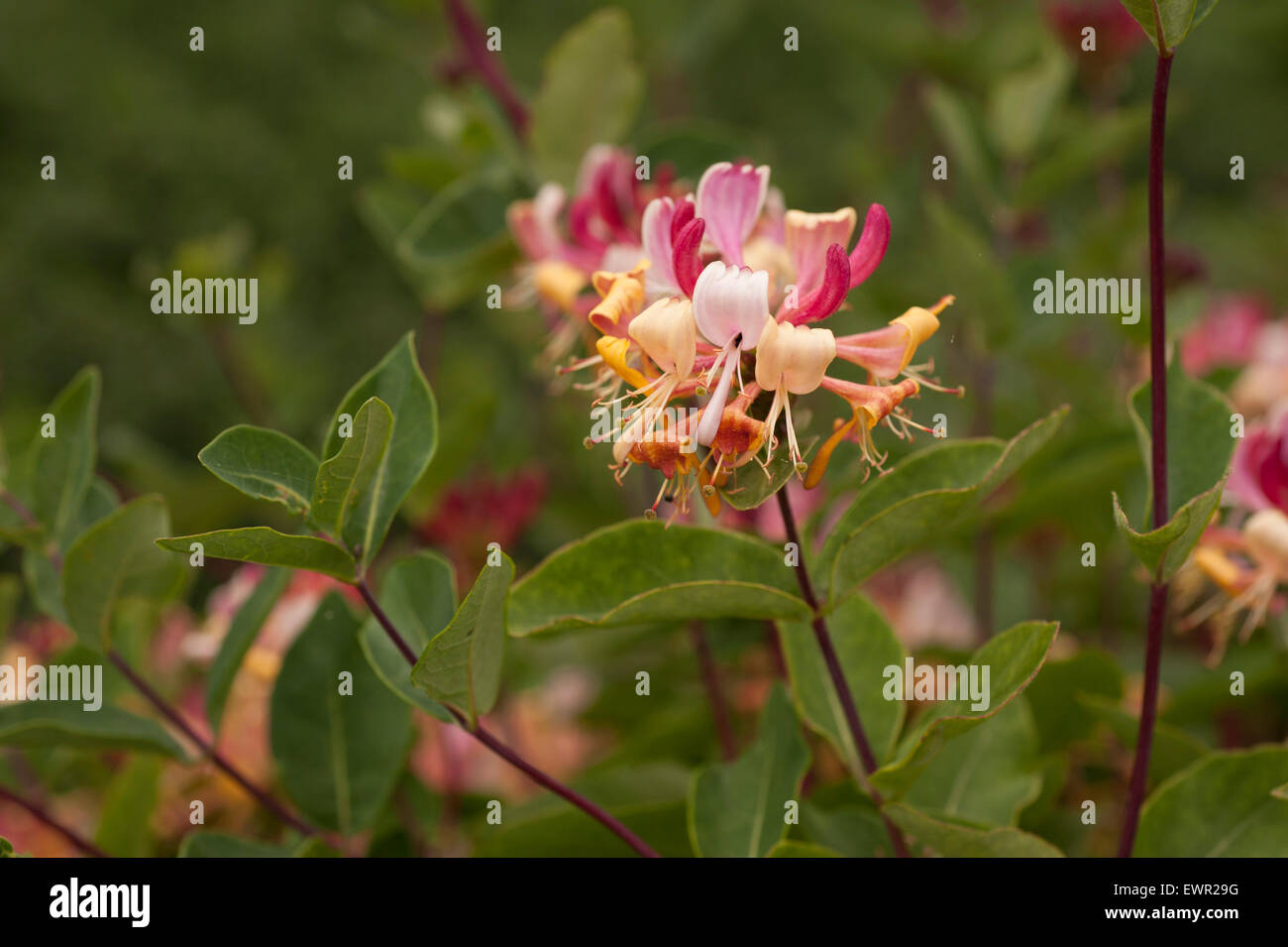 Bloom images hi-res stock photography and images - Alamy