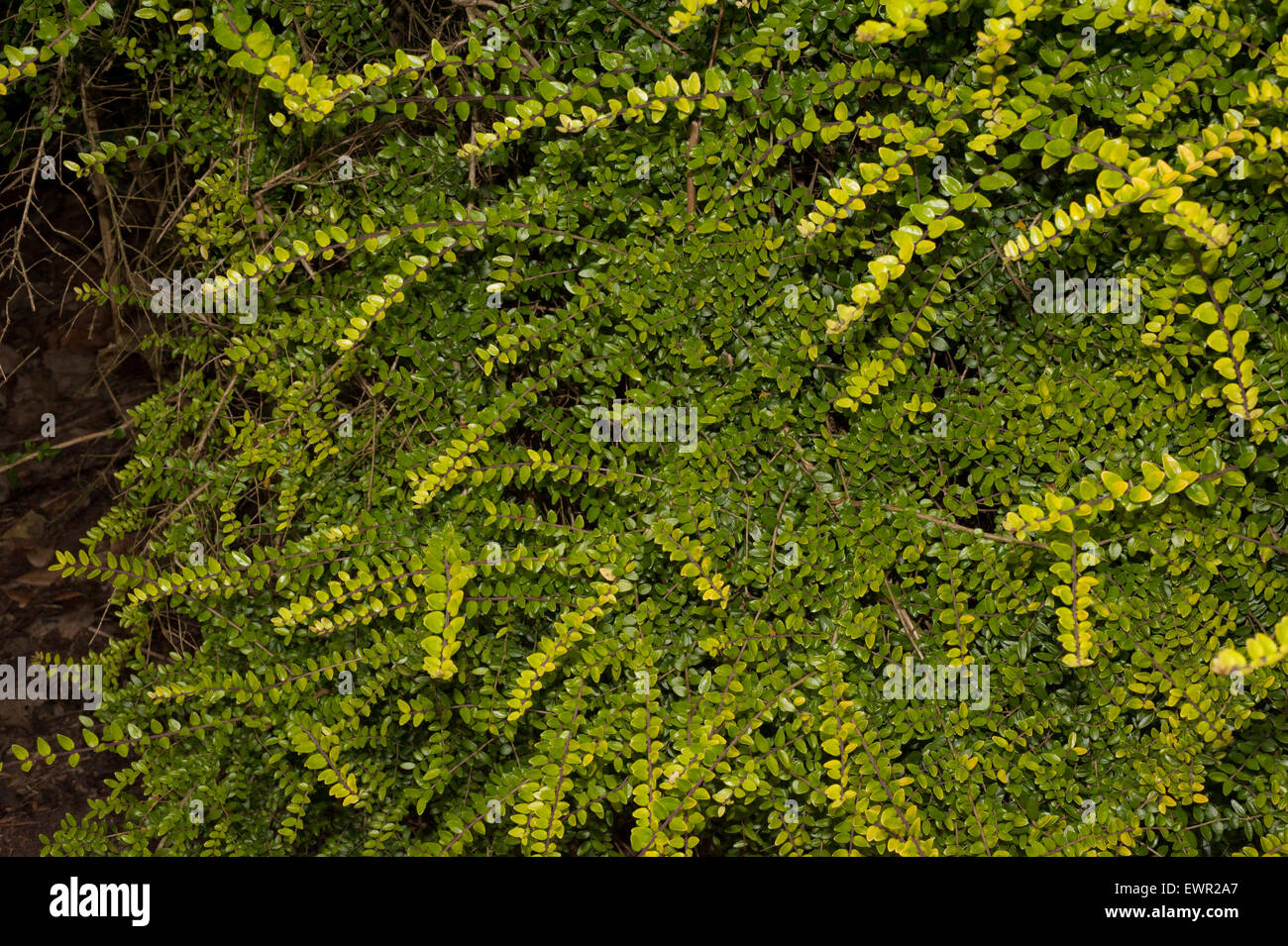 Privet hedge hi-res stock photography and images - Alamy