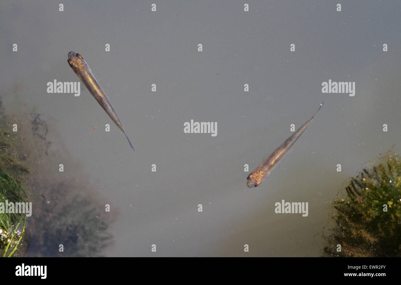 Very young fish in garden pond Stock Photo - Alamy