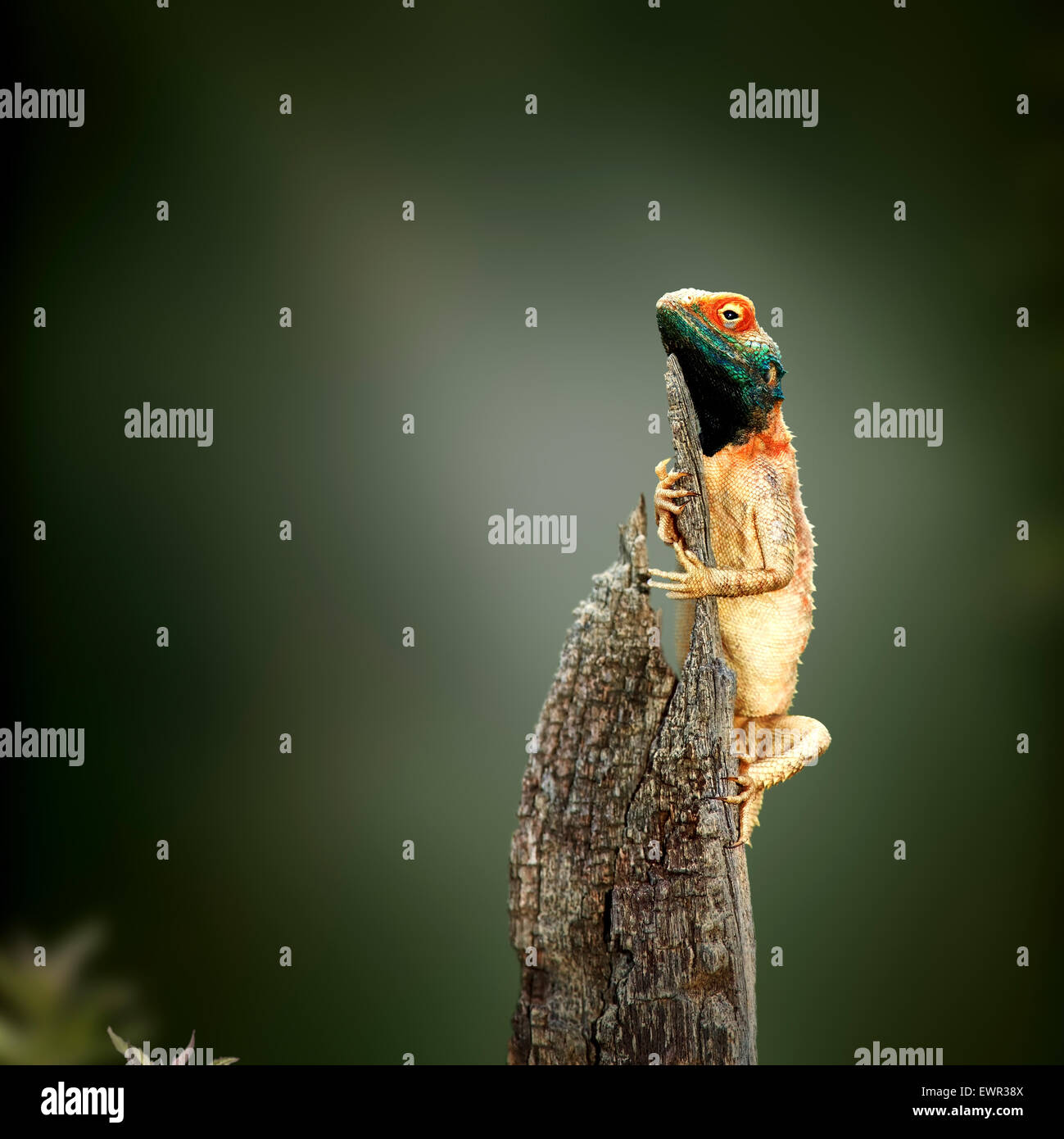 Male ground agama (Agama aculeata) sunbathing on tree stump - Kgalagadi ...