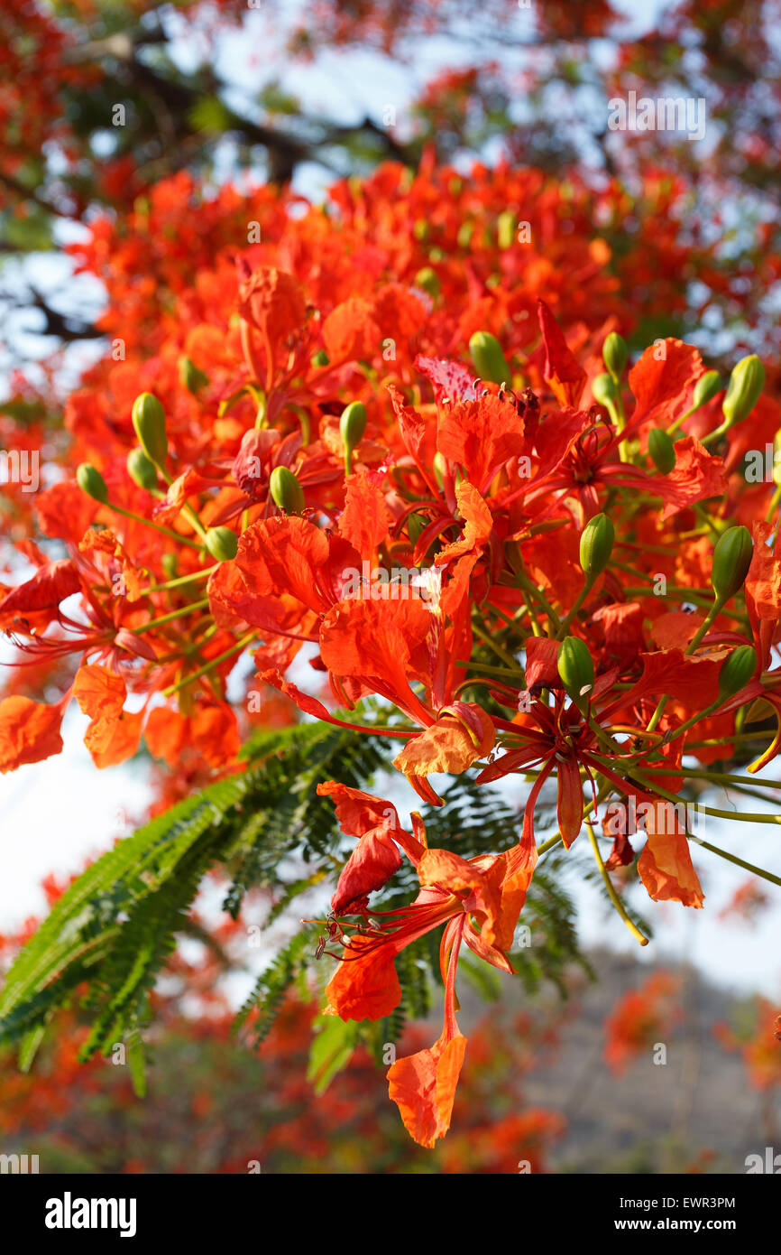 close up detail of Delonix Regia (Flamboyant) tree Stock Photo - Alamy