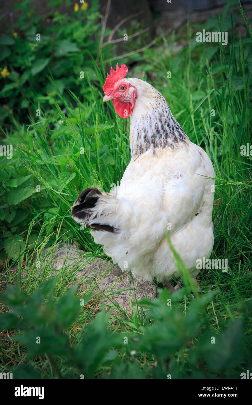 a white hen in front of the farm Stock Photo - Alamy