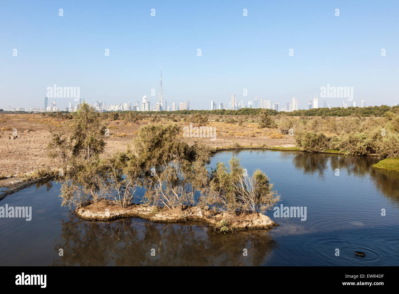 Ras al Khor wildlife sanctuary in Dubai, United Arab Emirates Stock ...