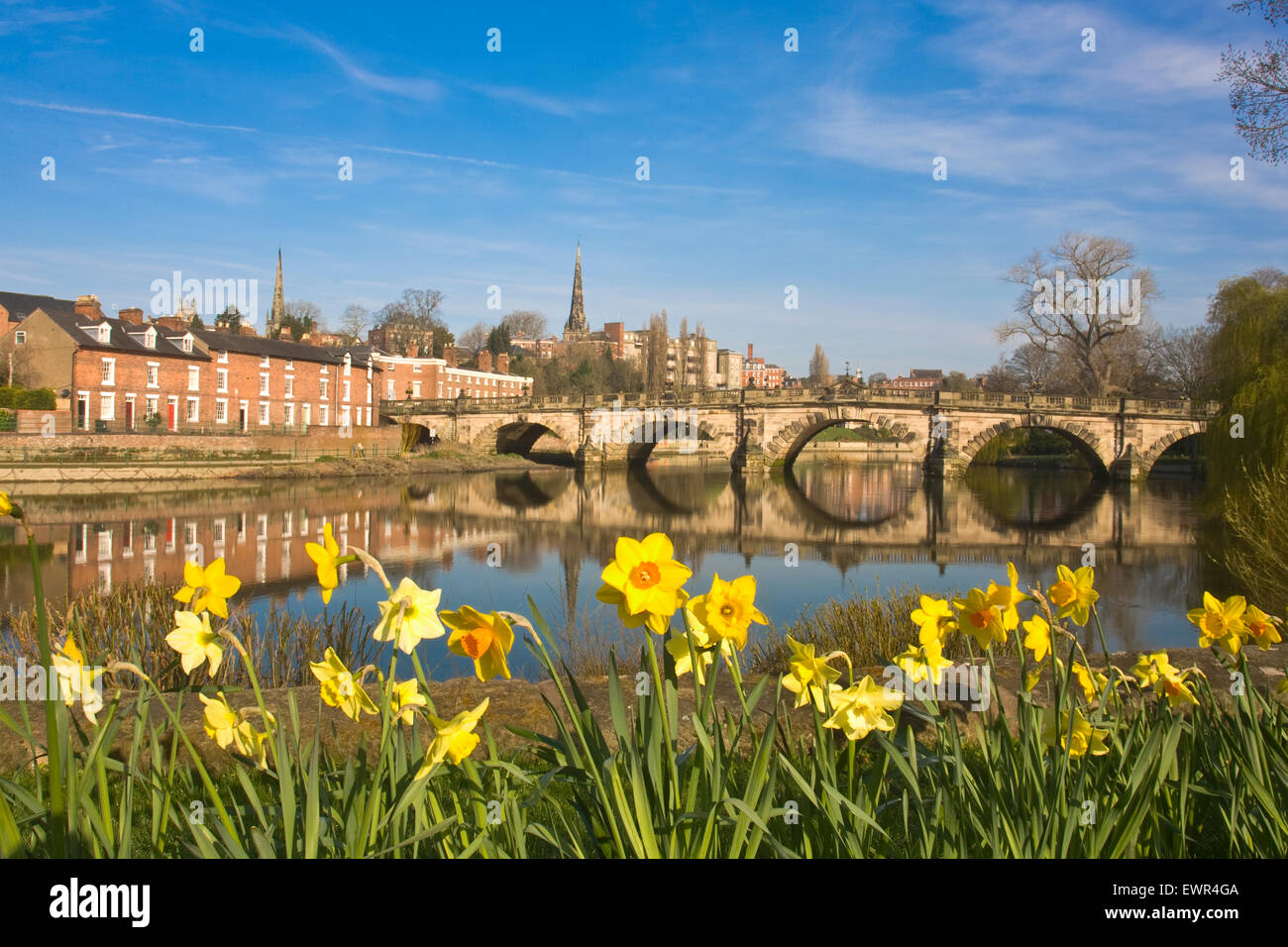 Daffodils near the River Severn and English Bridge in Shrewsbury ...