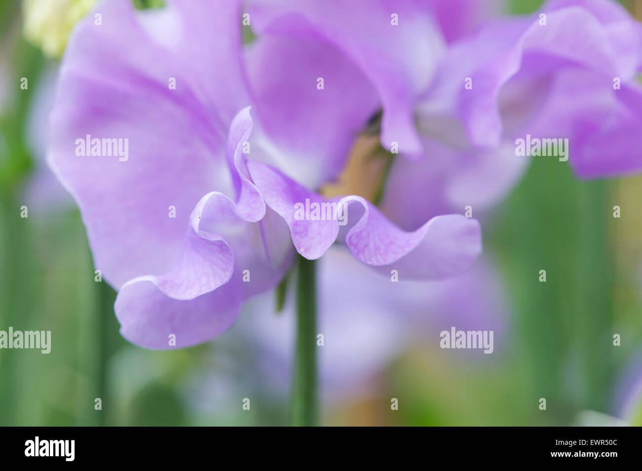 Lathyrus odoratus. Sweet pea ‘Kate Cumberpatch’ flowers Stock Photo - Alamy