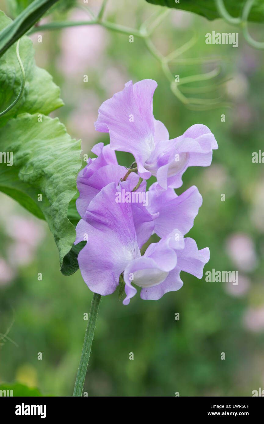 Cumberpatch hi-res stock photography and images - Alamy