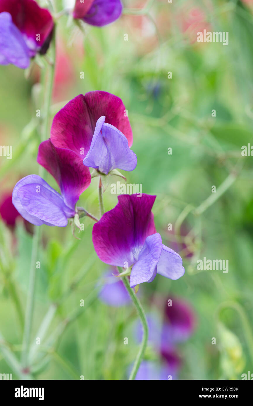 Matucana hi-res stock photography and images - Alamy