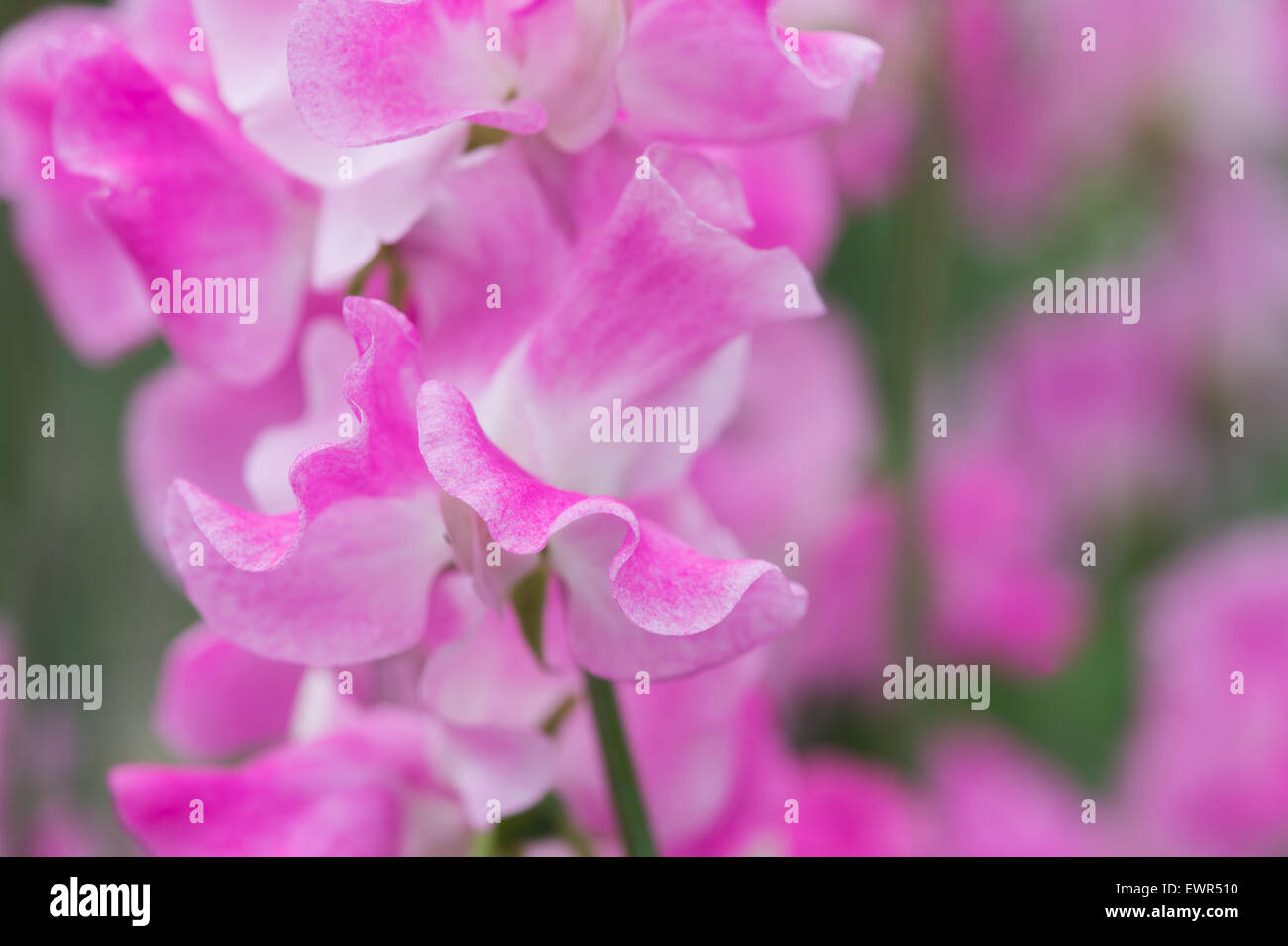 Pink ripple hi-res stock photography and images - Alamy