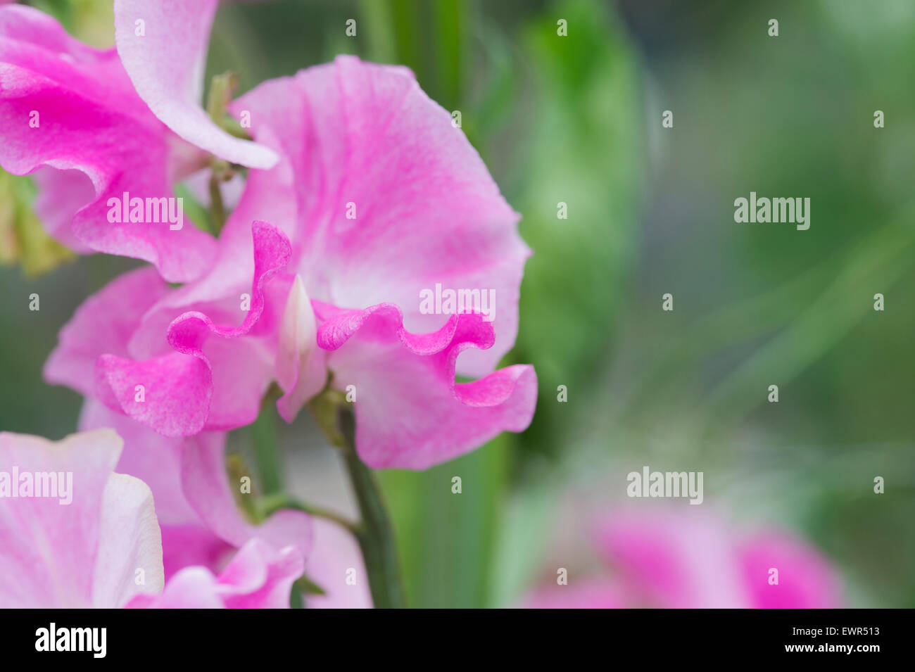 Lathyrus odoratus, Sweet pea ‘Pink Ripple’ flowers Stock Photo - Alamy