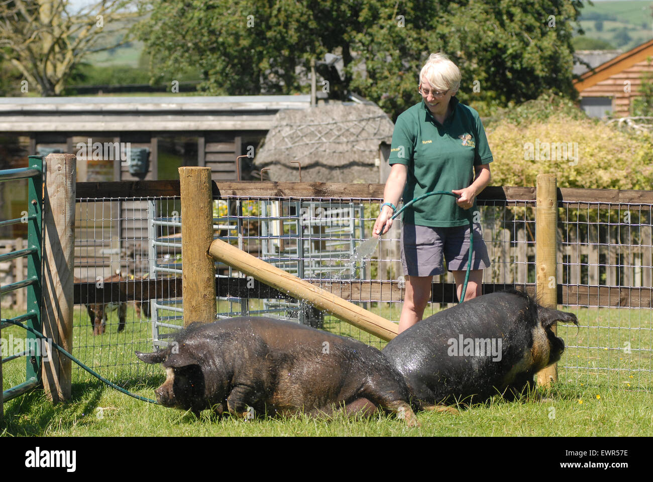 Small breeds farm park owl hi-res stock photography and images - Alamy