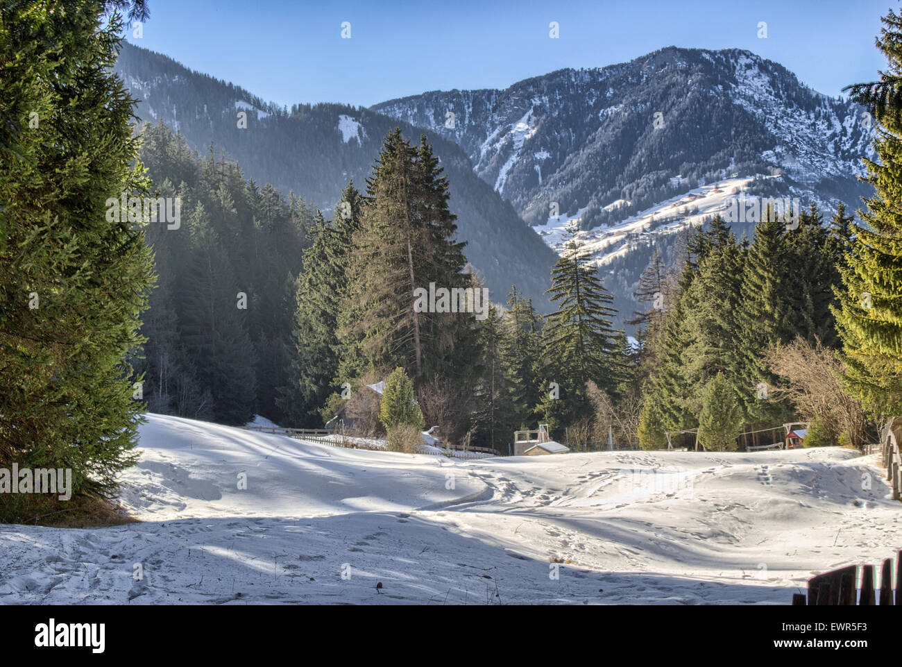 Brown walk path in a forest of green pines, spruces and firs on ...
