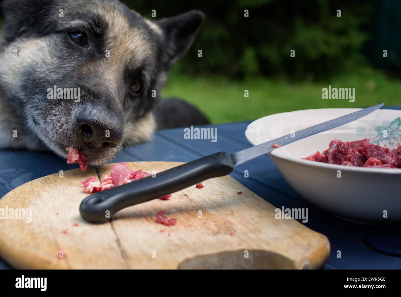 Dog Stealing Meat Stock Photo - Alamy
