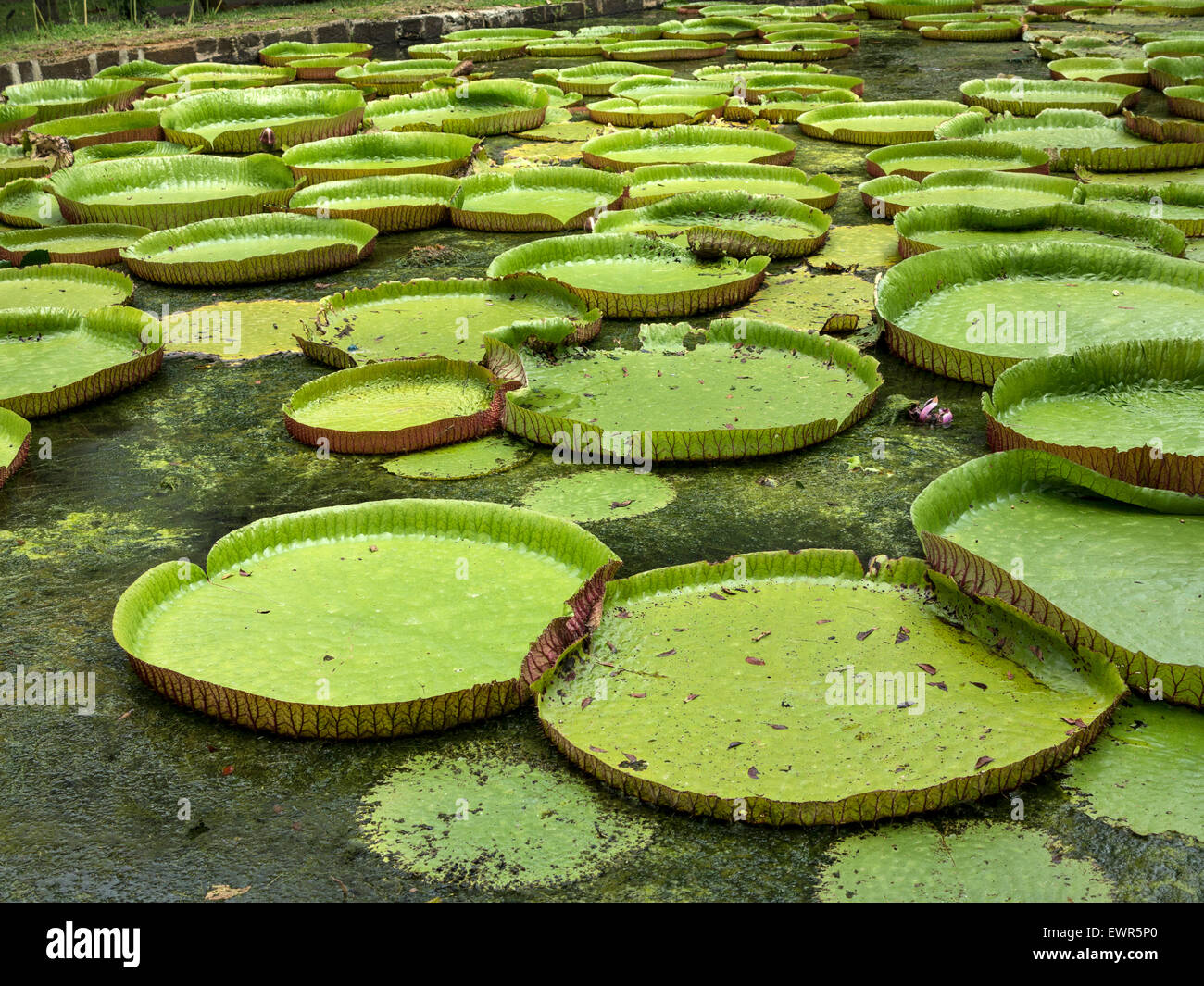 Jardin Pamplemousses botanique ile Maurice indian ocean Stock Photo - Alamy