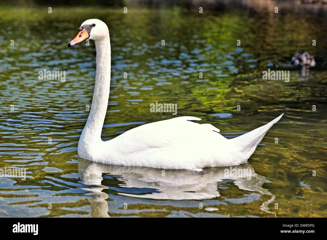 Beautiful swan hi-res stock photography and images - Alamy