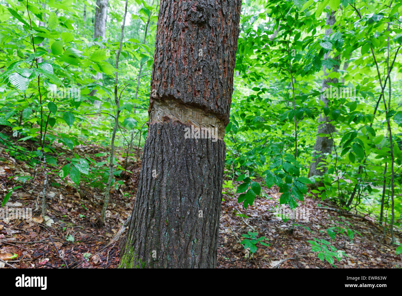 A girdled softwood tree in Easton, New Hampshire USA. Girdling is the ...