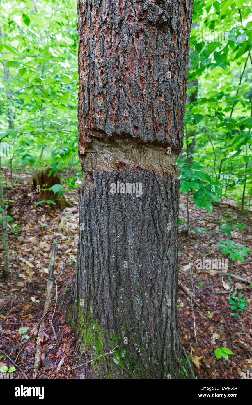 A girdled softwood tree in Easton, New Hampshire USA. Girdling is the ...
