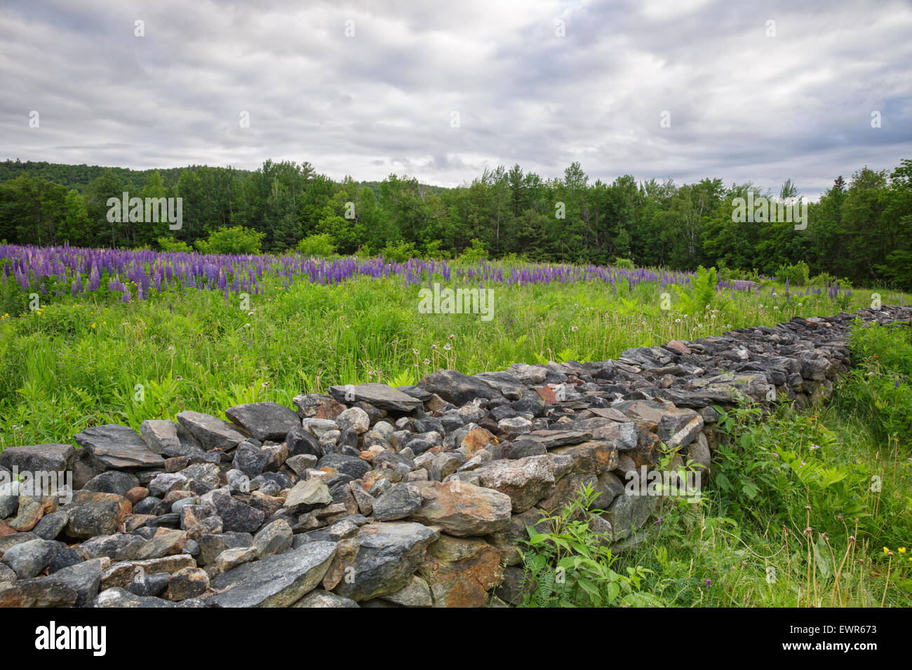 Lupine fields in Sugar Hill, New Hampshire USA during the spring months ...
