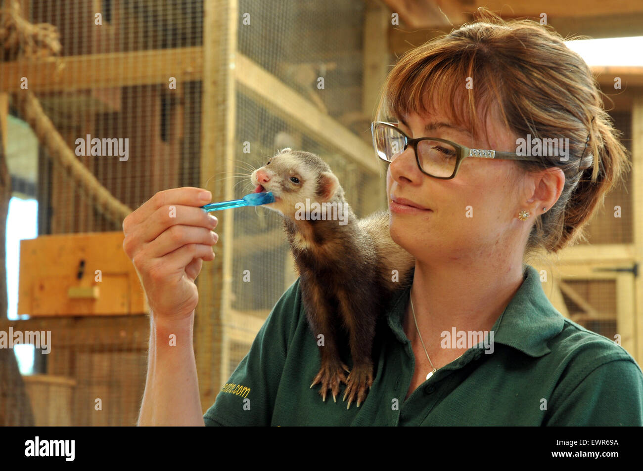 Small breeds farm park owl hi-res stock photography and images - Alamy