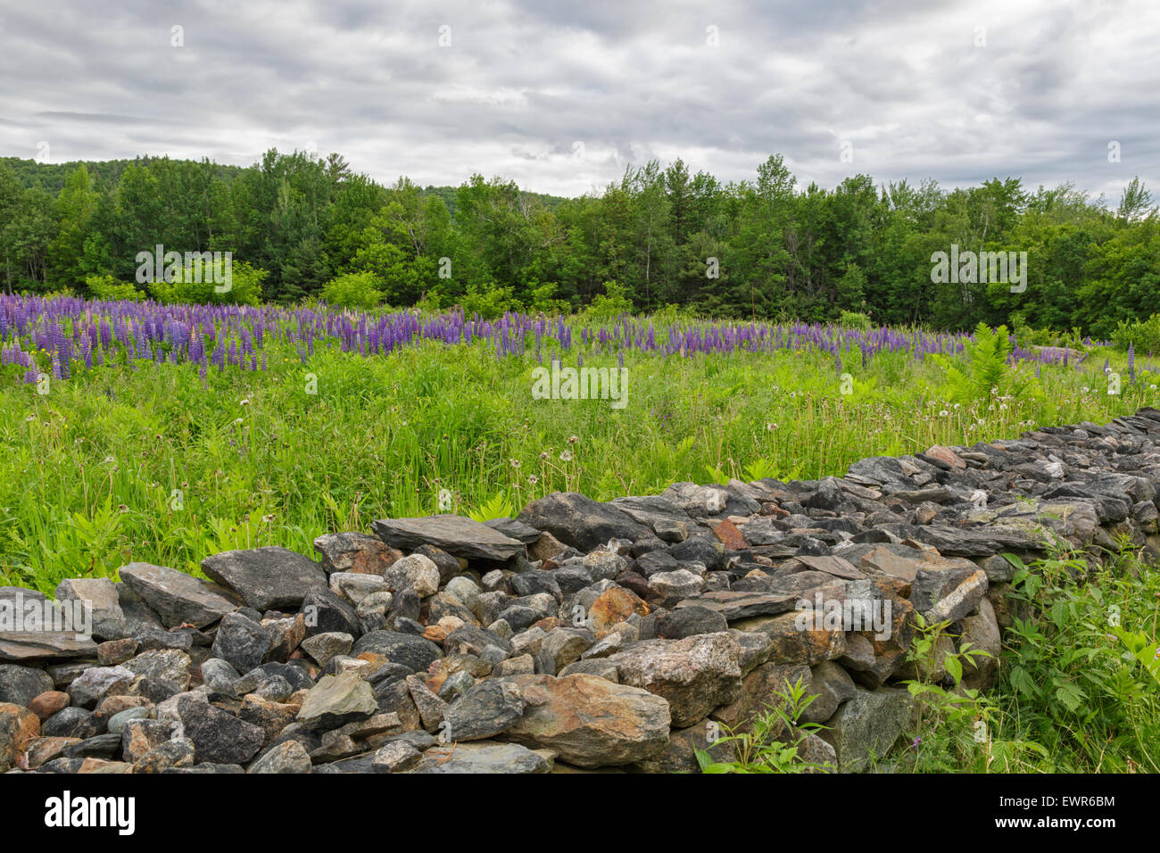 Lupine festival in sugar hill hi-res stock photography and images - Alamy