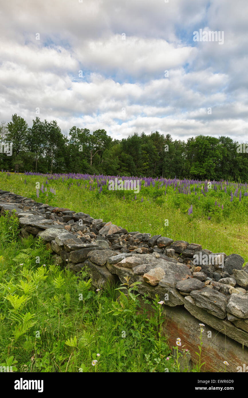 Lupine fields in Sugar Hill, New Hampshire USA during the spring months ...