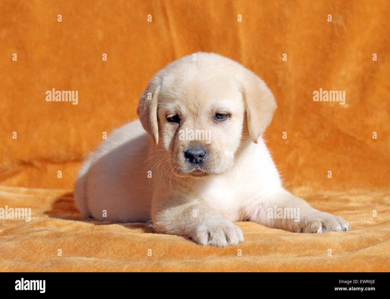 a yellow labrador puppy laying on orange background Stock Photo - Alamy
