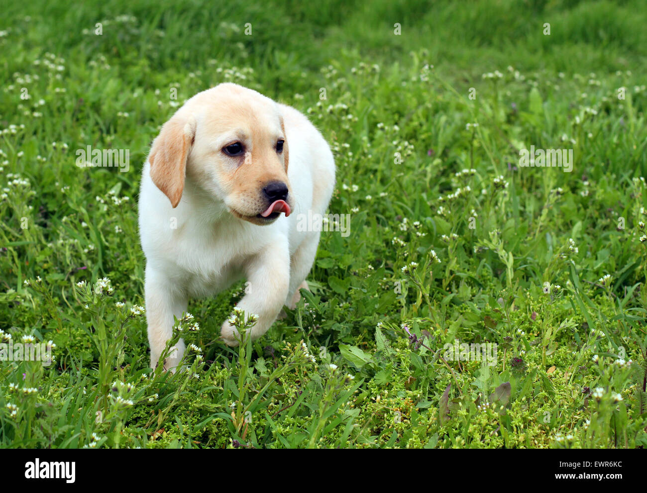the nice yellow labrador puppy running in green grass in spring Stock ...