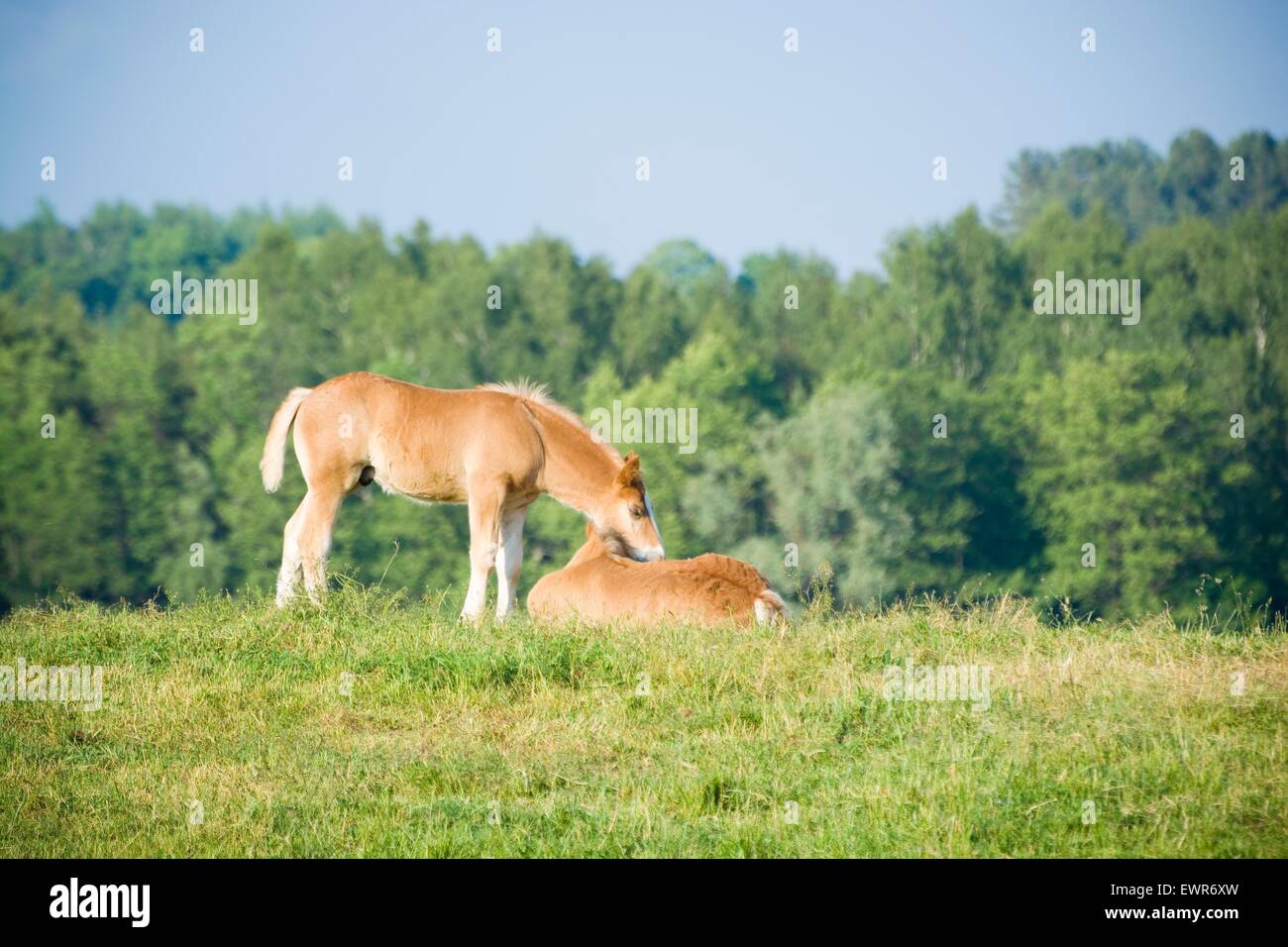 Foals on a pasture Stock Photo - Alamy
