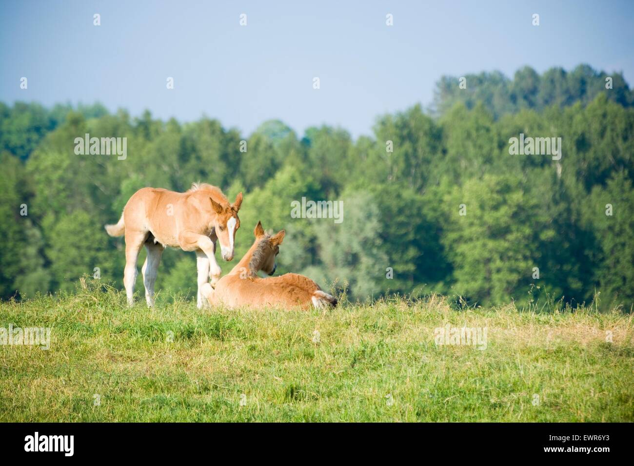Foals on a pasture Stock Photo - Alamy