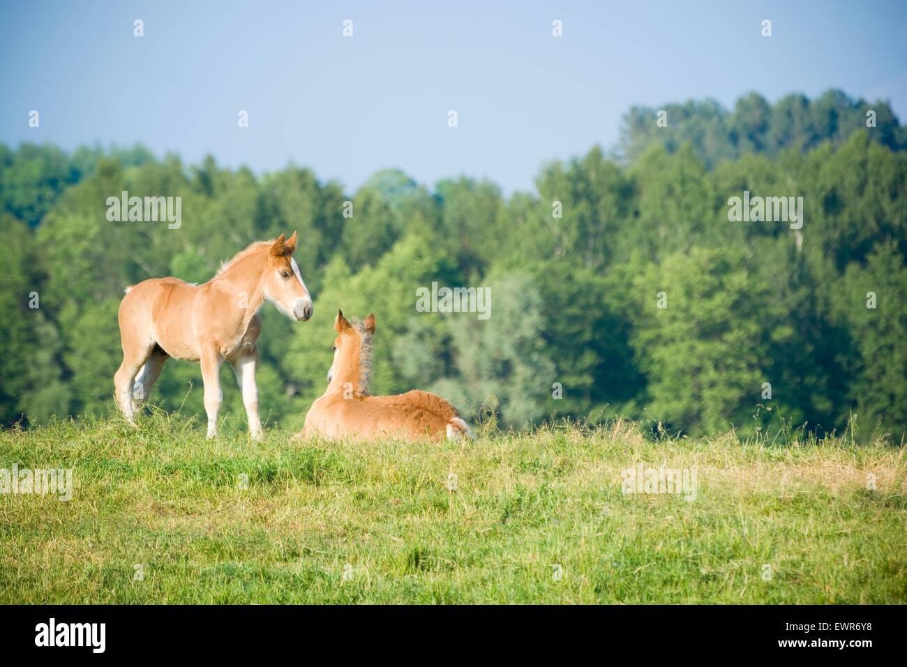 Foals on a pasture Stock Photo - Alamy