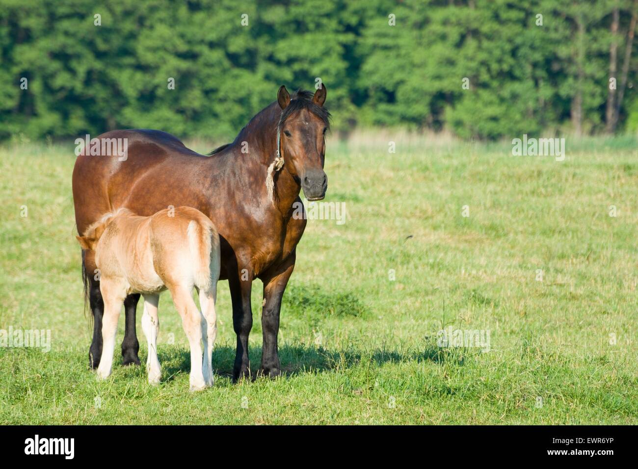 Foal with a mare on a pasture Stock Photo - Alamy