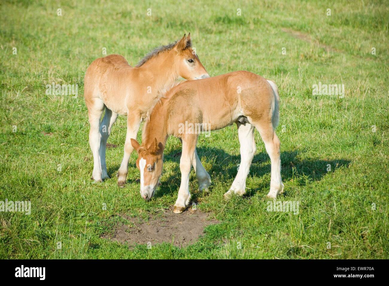 Foals on a pasture Stock Photo - Alamy