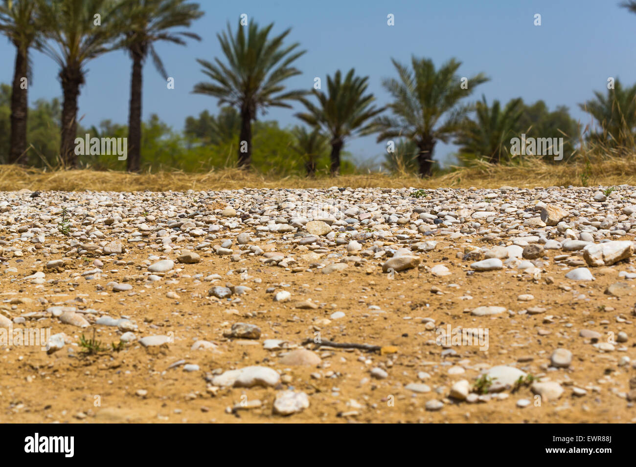 A date palm desert hi-res stock photography and images - Alamy