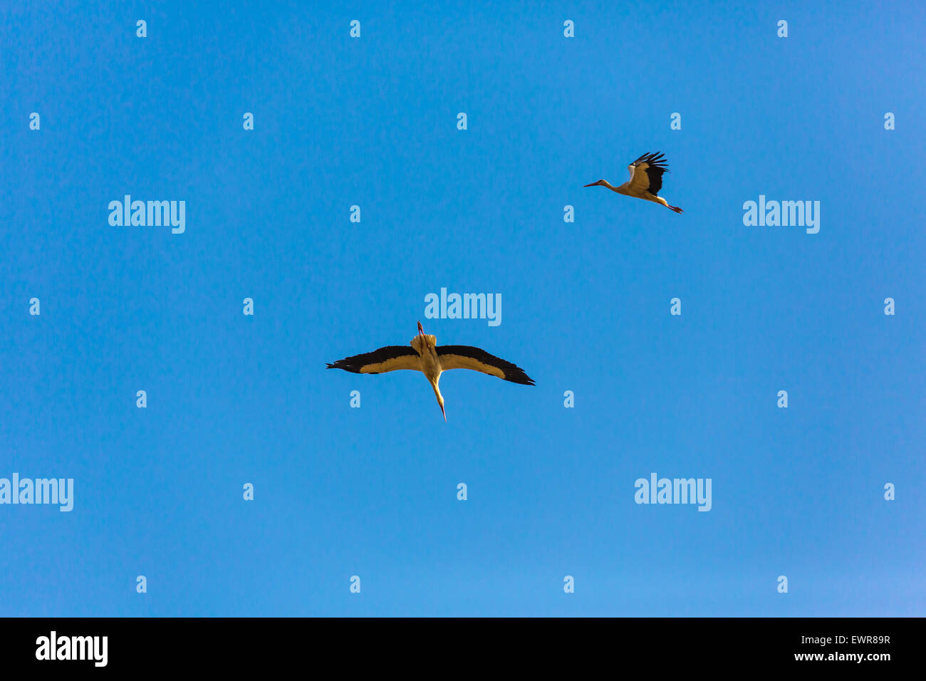 Adult white stork flying hi-res stock photography and images - Alamy