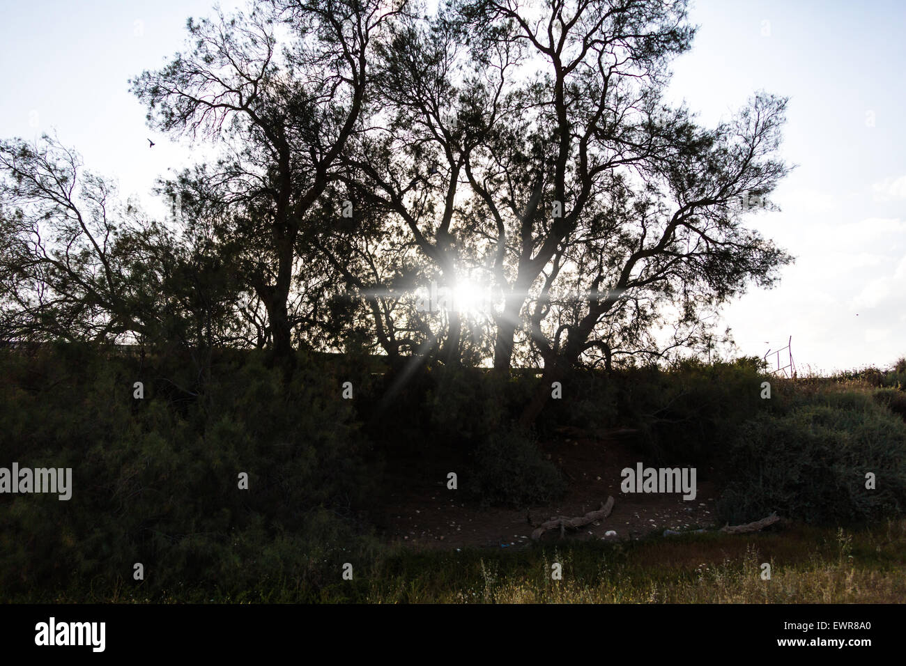 the growing big trees, landscape rural areas Stock Photo - Alamy