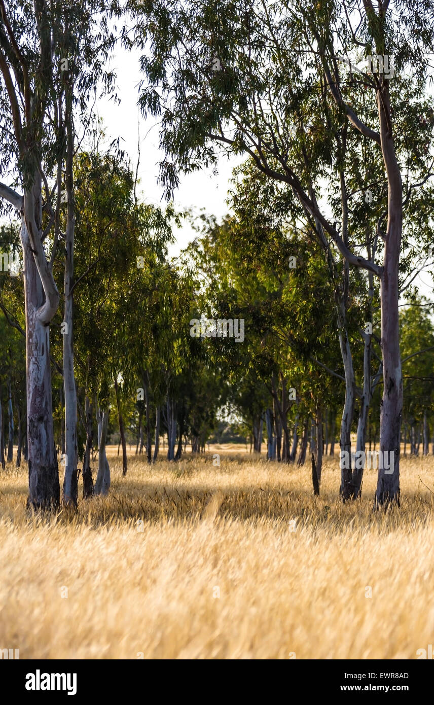 the growing big trees, landscape rural areas Stock Photo - Alamy
