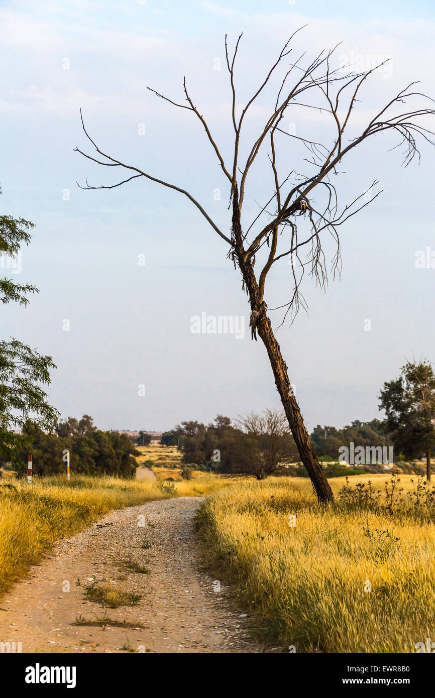 unpaved road in the field, rural landscape Stock Photo - Alamy