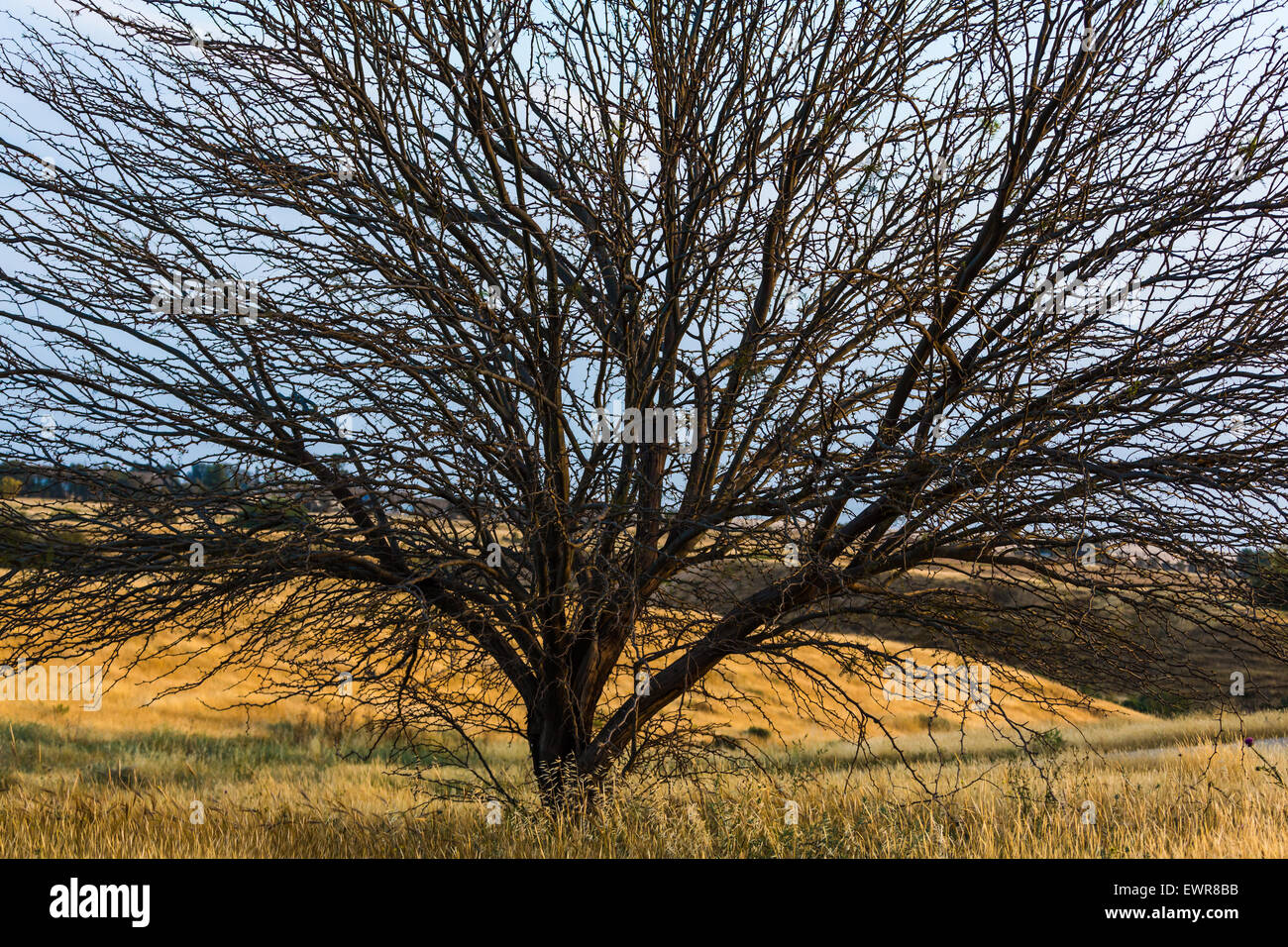 large tree growing in a field, rural landscape Stock Photo - Alamy