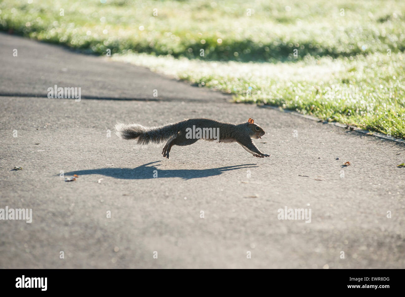 A squirrel runs across a path in a London park Stock Photo - Alamy