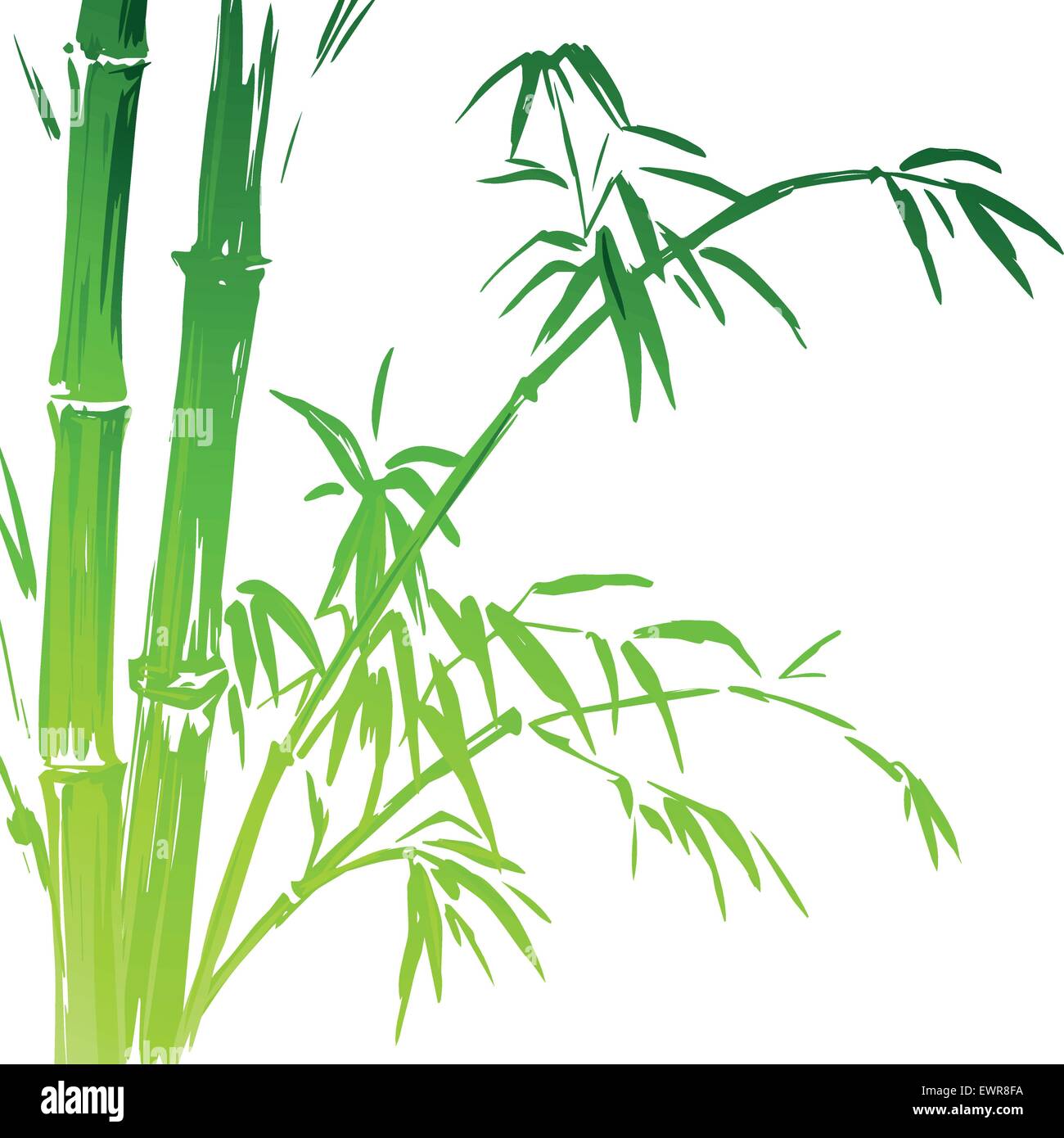 Watercolor Bamboo branches isolated on the white background. Vector ...