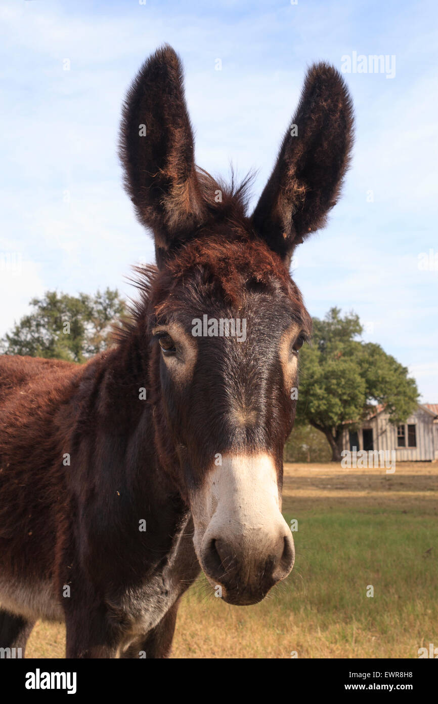 Big eared donkey Equus asinus Stock Photo - Alamy