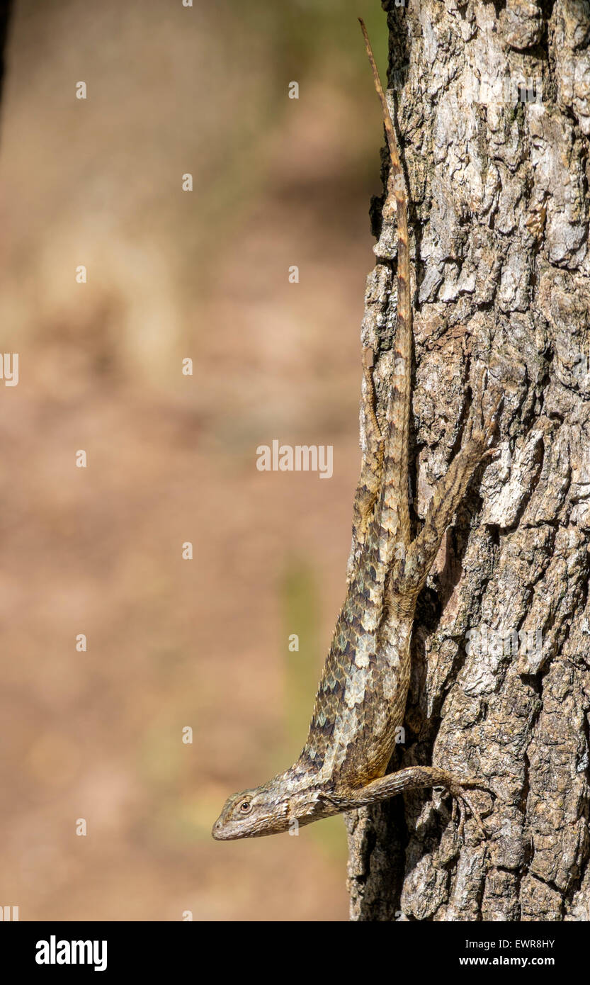 Texas Spiny Lizard Sceloporus olivaceus on side of tree using it's ...