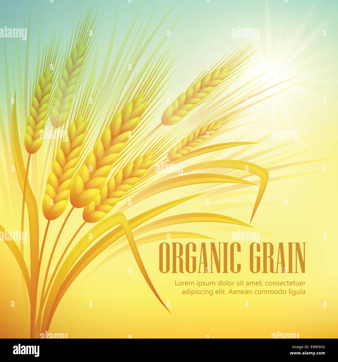 Wheat field background. Vector illustration Stock Vector Image & Art ...