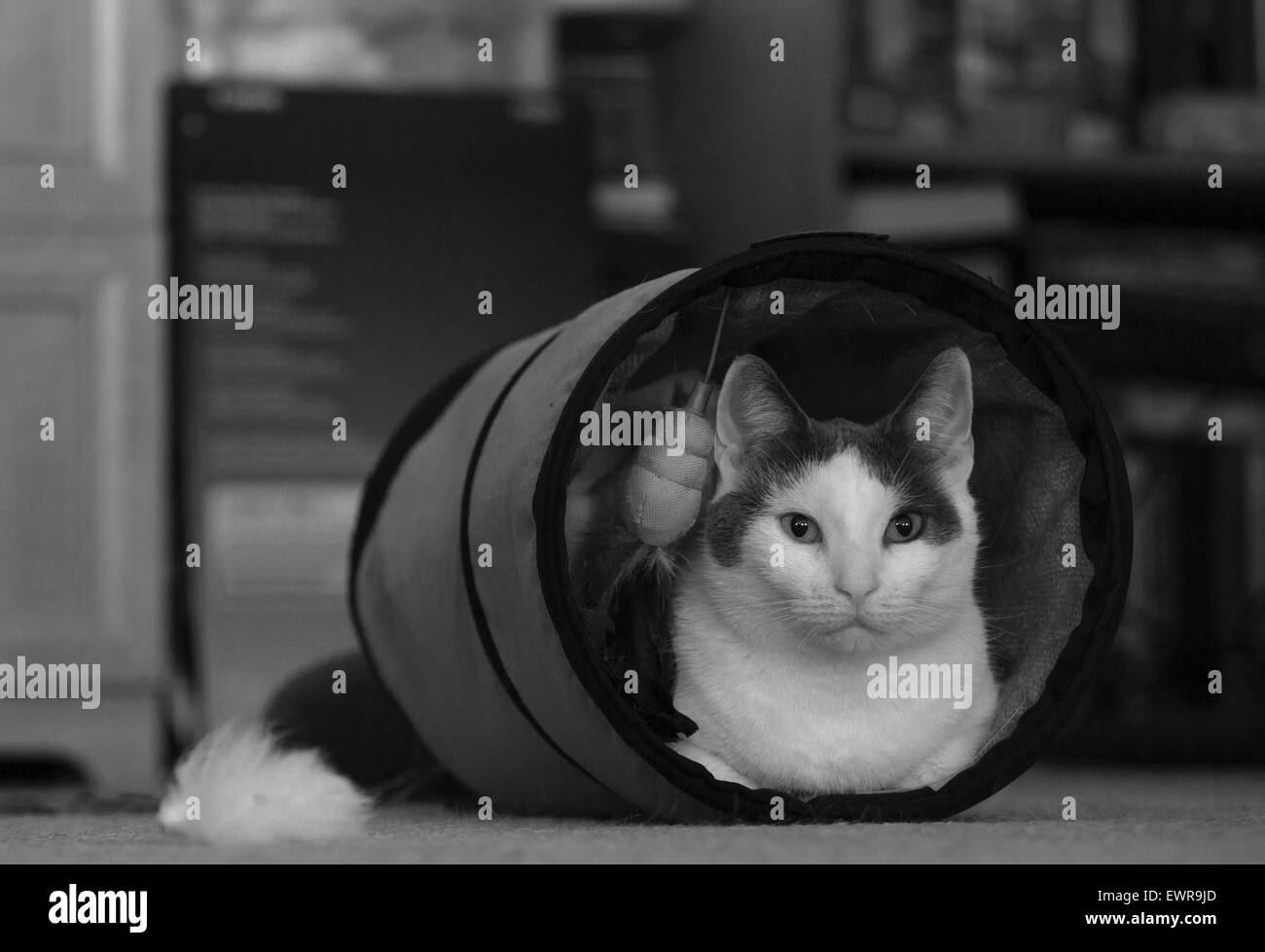 Cat sitting inside tunnel Stock Photo - Alamy