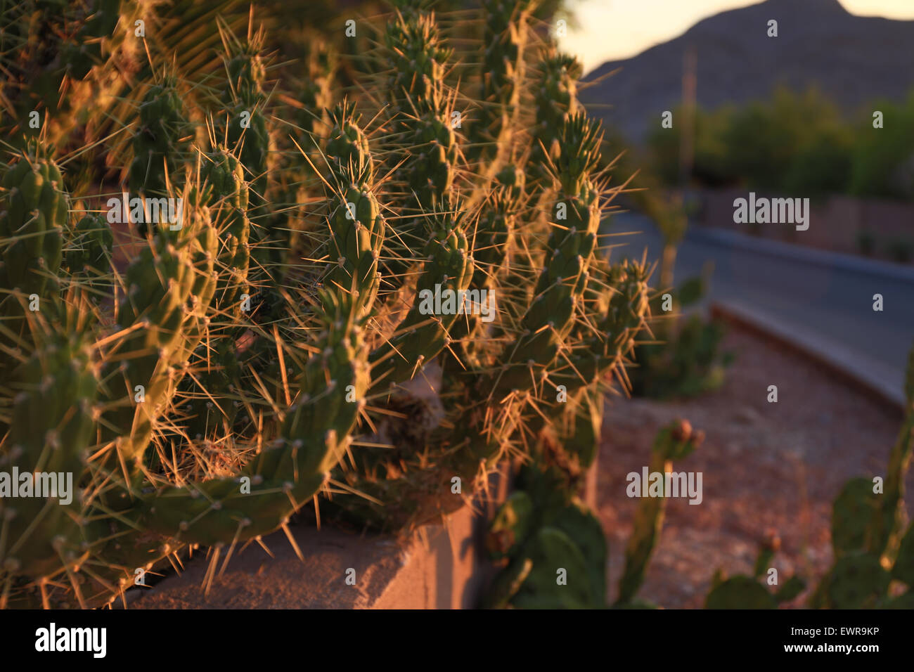 Cactus in the morning sun Stock Photo - Alamy