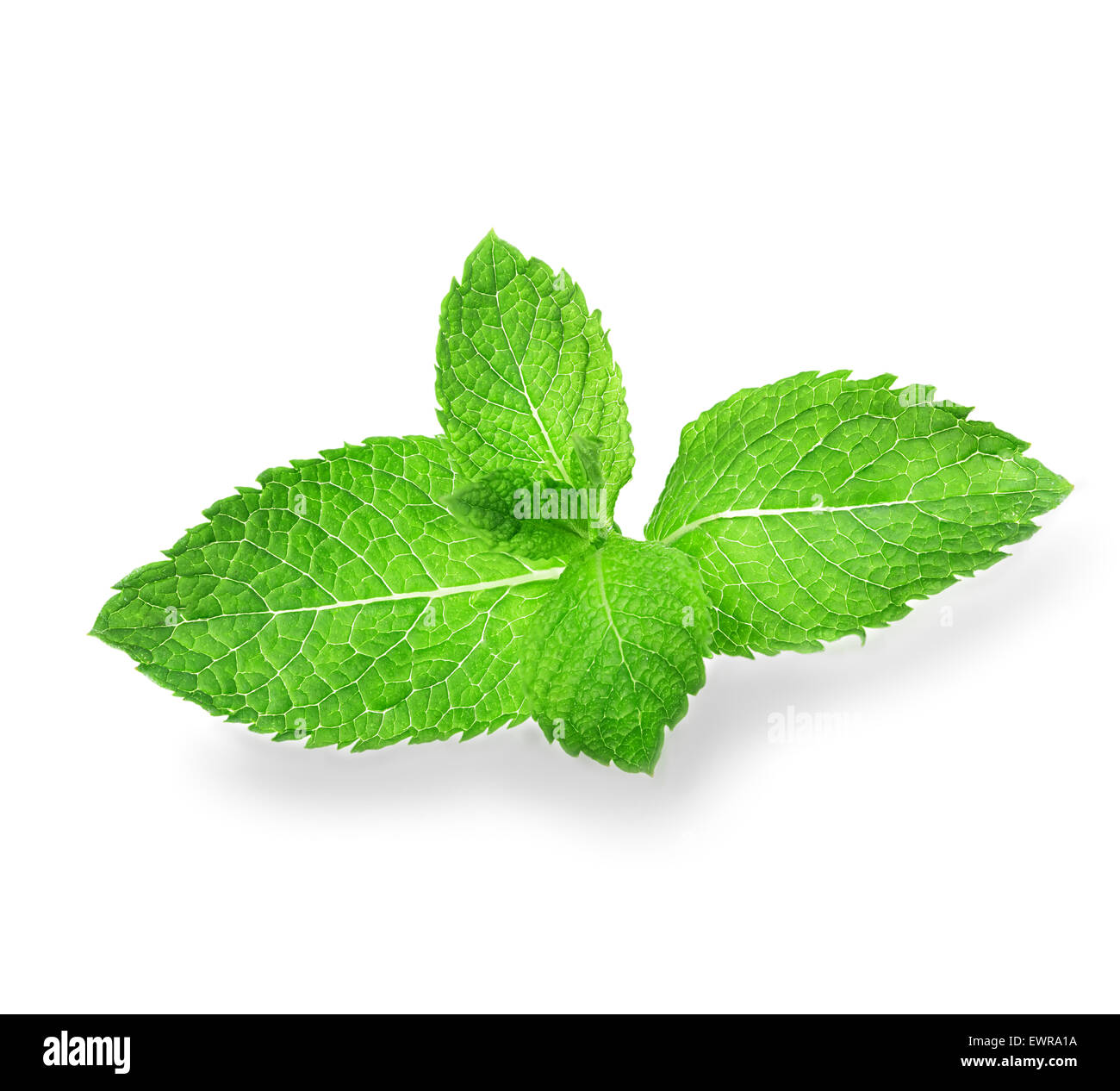 Mint taste hi-res stock photography and images - Alamy