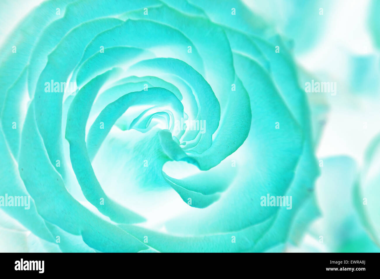 Close up of faded roses bouquet. Acid blue. Abstract Stock Photo - Alamy