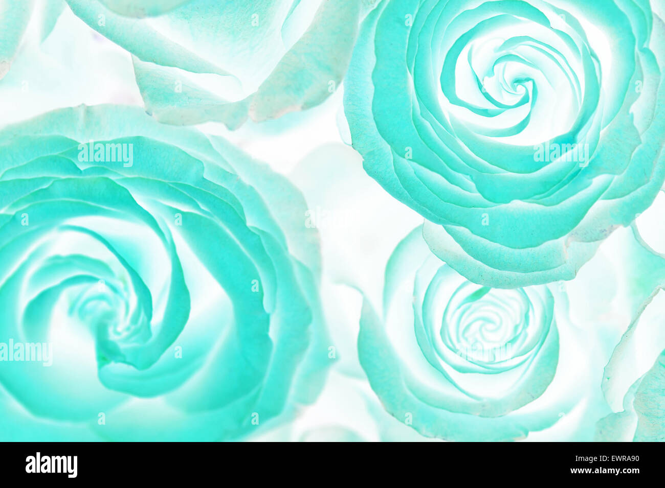 Close up of faded roses bouquet. Acid blue. Abstract Stock Photo - Alamy