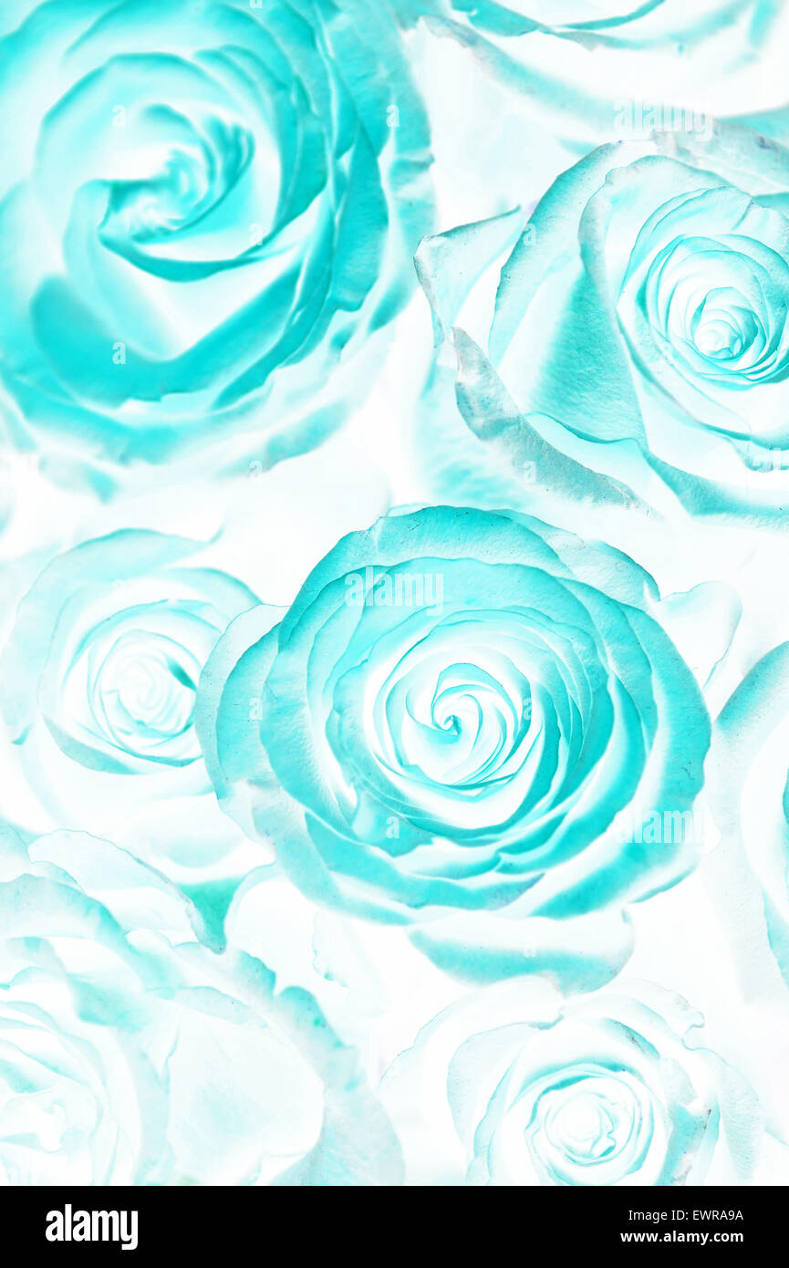 Close up of faded roses bouquet. Acid blue. Abstract Stock Photo - Alamy