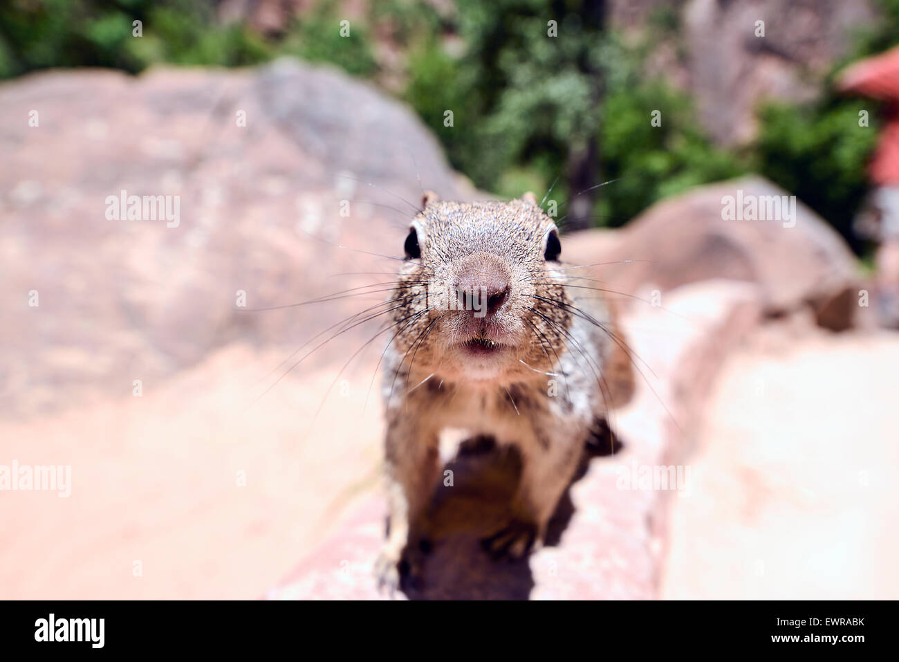 Chipmunk teeth hi-res stock photography and images - Alamy
