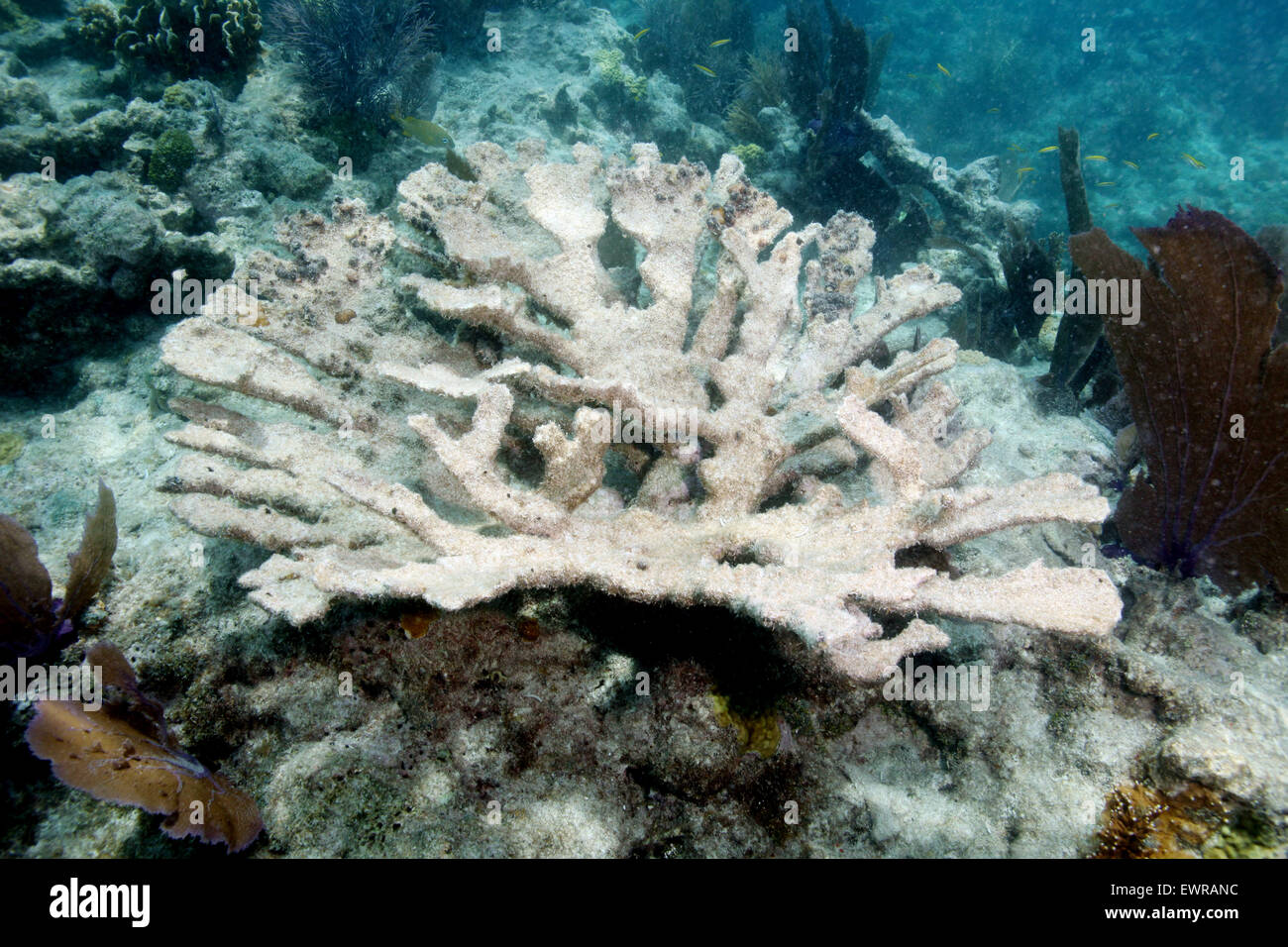 Florida coral bleaching hi-res stock photography and images - Alamy